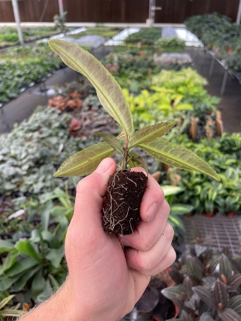 Labisia .sp Riau Fishbone Starter Plant (ALL STARTER PLANTS Require You ...