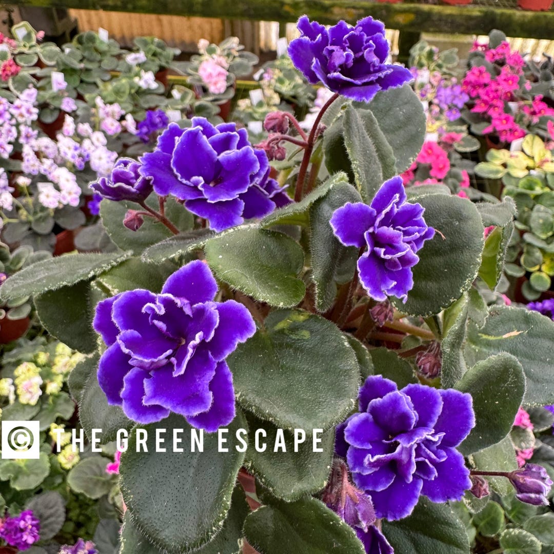Buckeye Party Streamers African Violet Starter Plant (ALL Starter ...