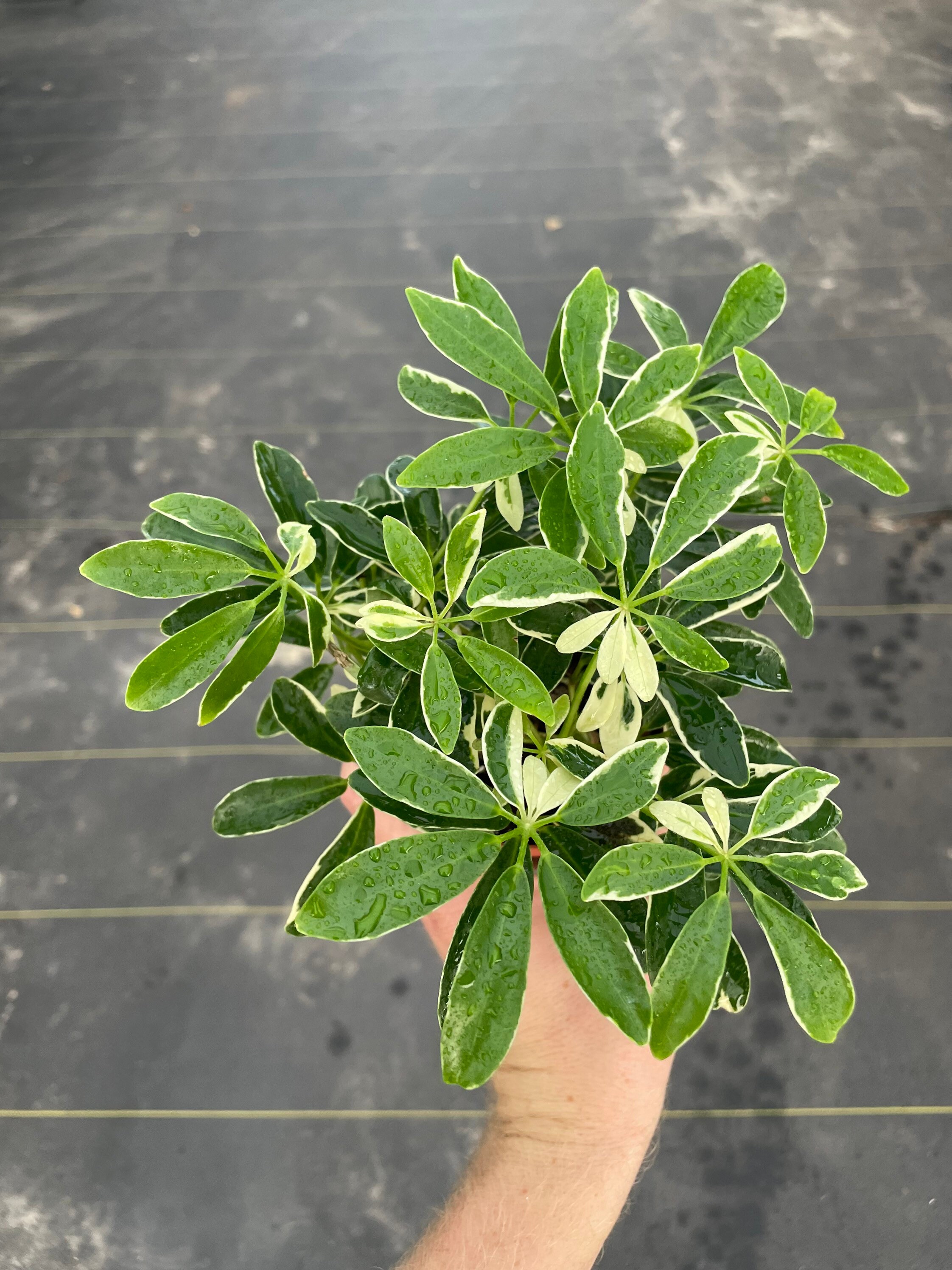 Variegated Schefflera Moondrop 4” Pot (ALL PLANTS Require You to ...