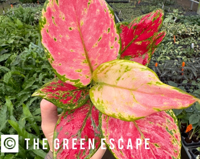 Aglaonema Richard 4” Pot (ALL PLANTS Require You to Purchase 2 Plants ...