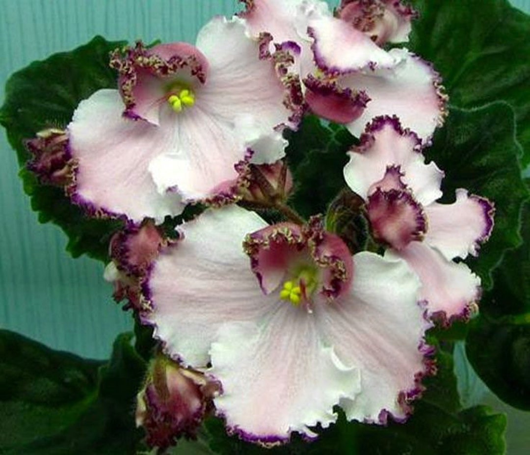 Mont St Michel African Violet Starter Plant (ALL Starter PLANTS Require ...