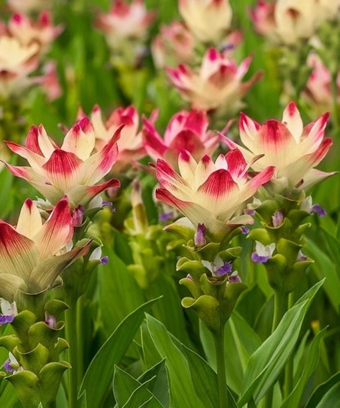 Curcuma Siam Solar Starter Plant (ALL STARTER PLANTS Require You to ...