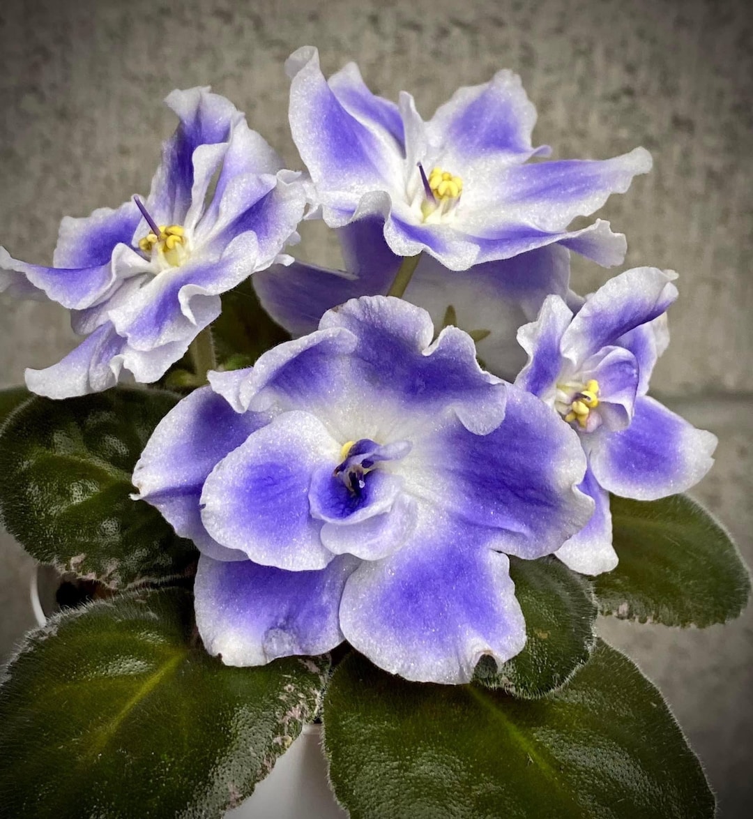 RS Ariel African Violet Starter Plant (ALL Starter PLANTS Require You ...