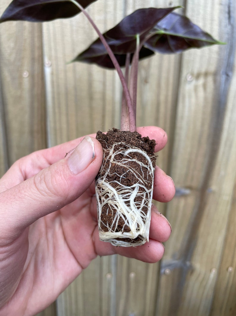 Alocasia Dragons Tooth Starter Plant ALL STARTER PLANTS - Etsy