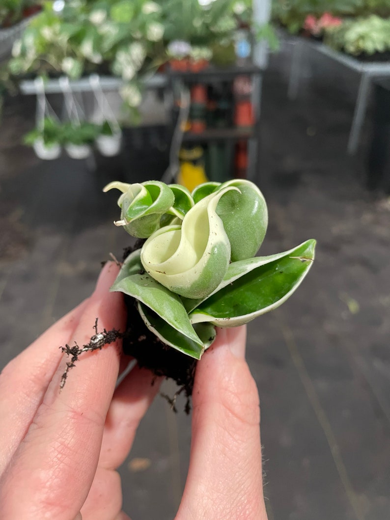 Variegated Hoya Carnosa Compacta variegated Hindu Rope - Etsy