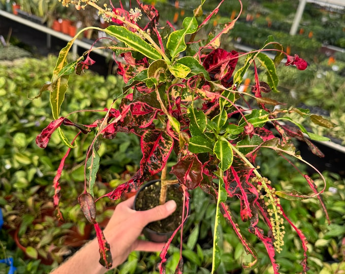 Fireworks Croton 4” Pot (ALL PLANTS Require You to Purchase 2 Plants ...