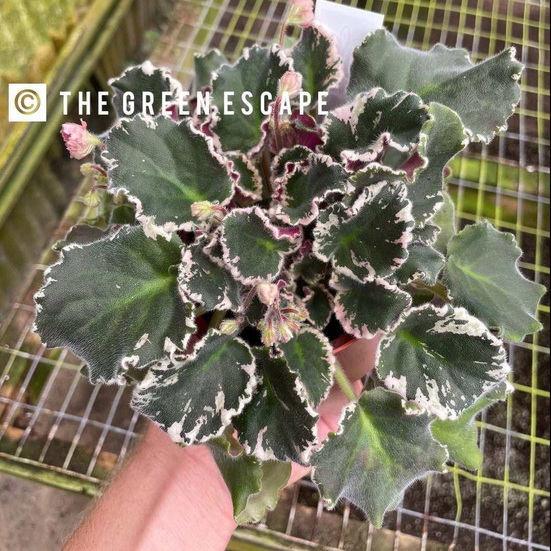 Irish Ruffles African Violet Starter Plant (ALL Starter PLANTS Require ...