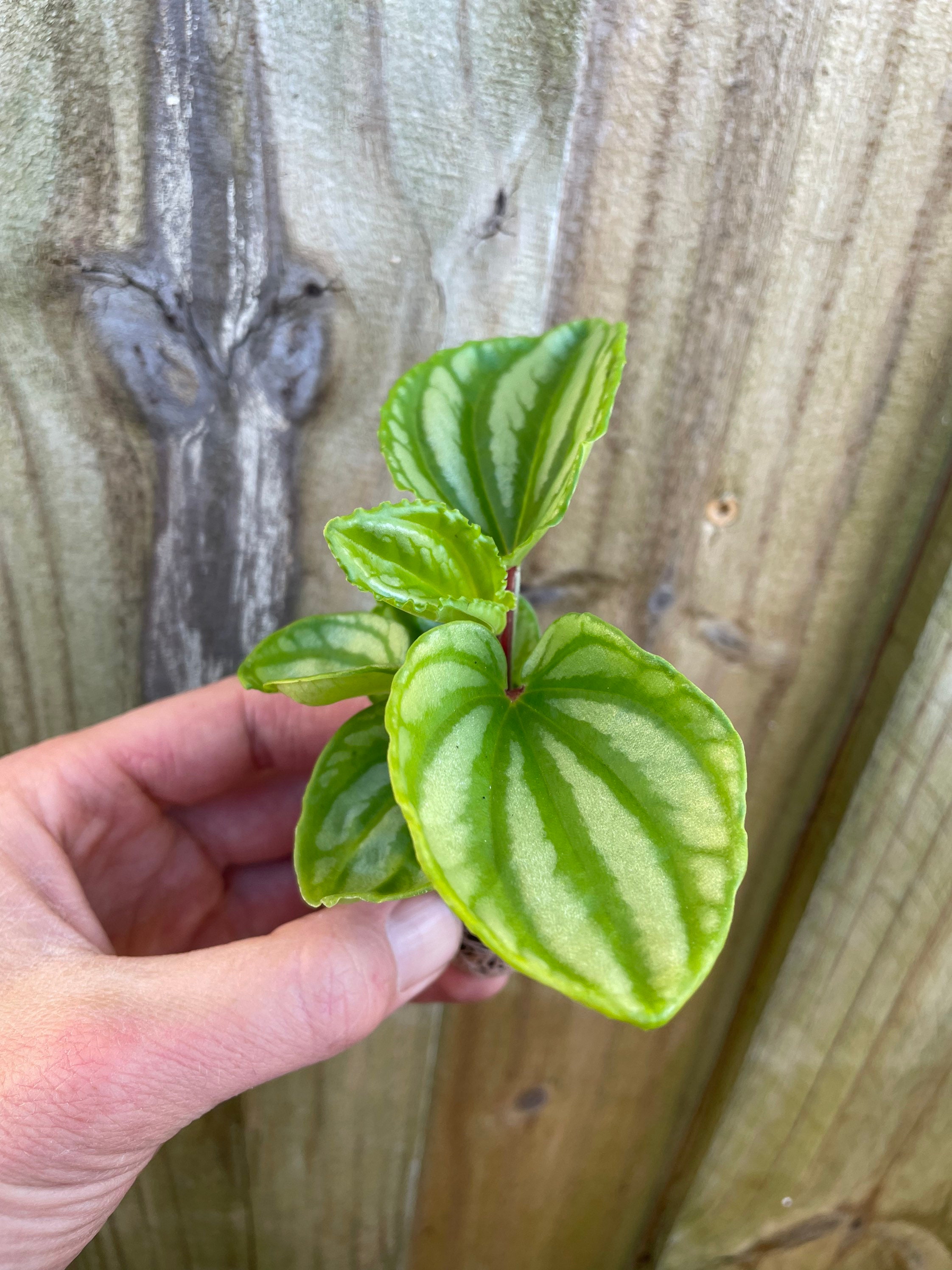 Peperomia Ecuador Starter Plant (ALL STARTER PLANTS Require You to ...