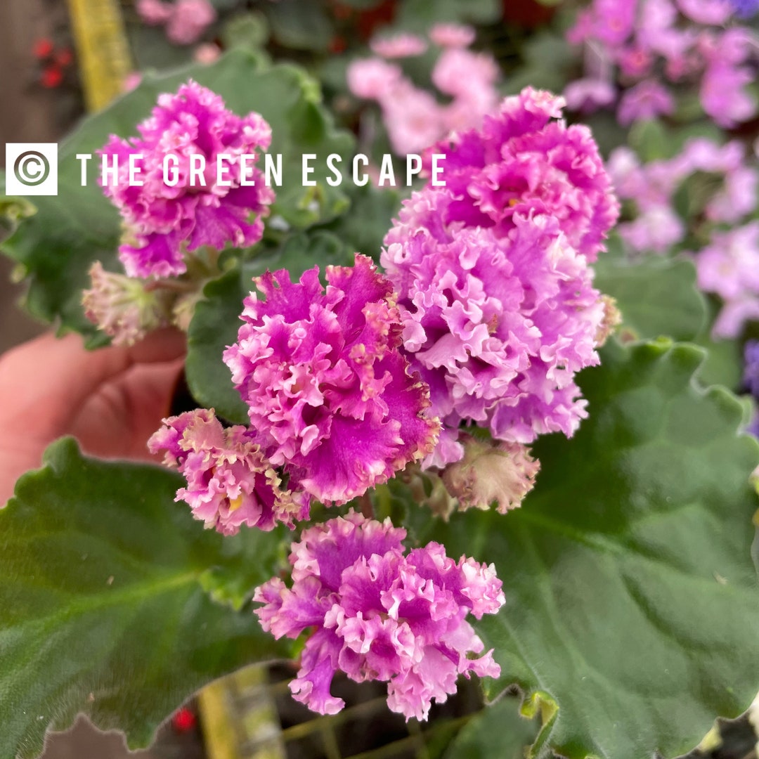 Lacey Lass African Violet Starter Plant (ALL Starter PLANTS Require You ...