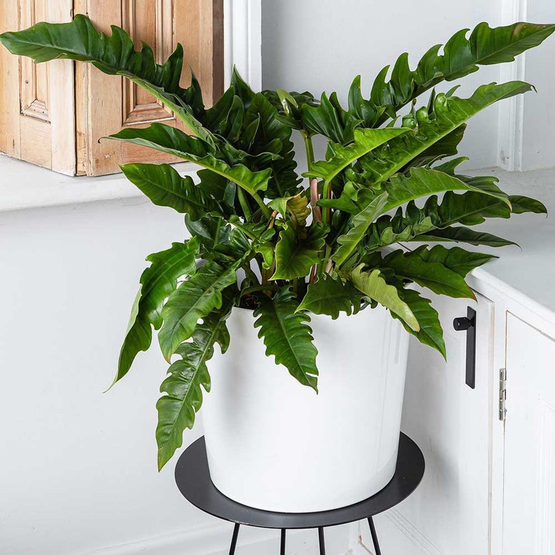 Philodendron Jungle Boogie/tiger Tooth/narrow Starter Plant - Etsy