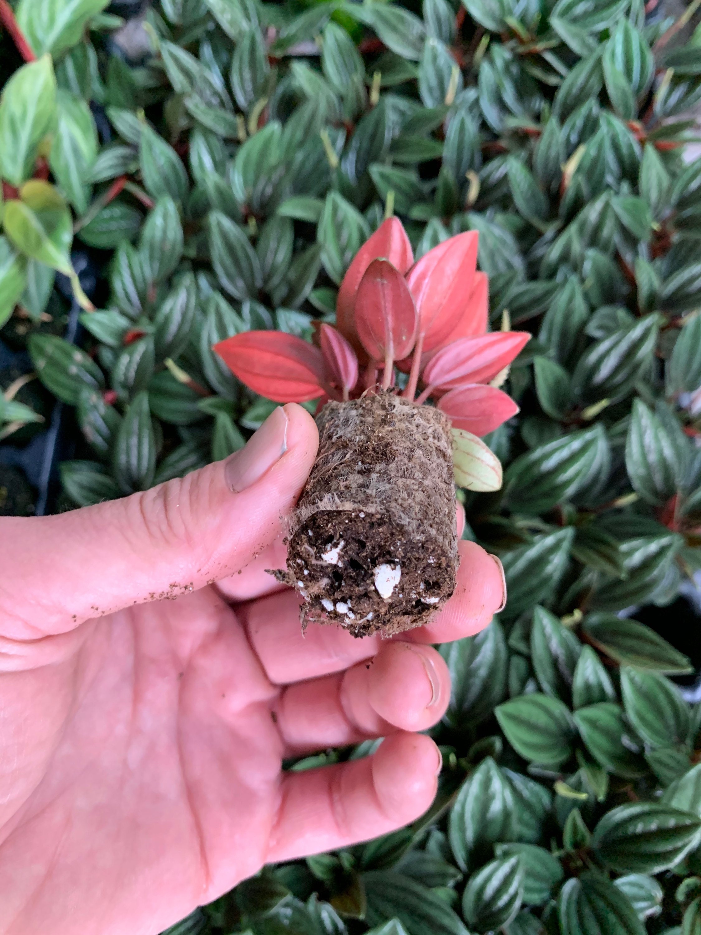 Peperomia Caperata rosso Starter Plant ALL STARTER PLANTS - Etsy