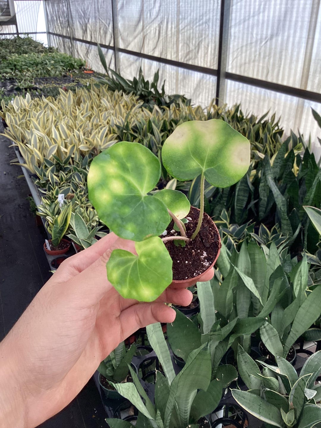Farfugium Firefly “leopard Plant” “tractor Seat” 2” Pot (ALL PLANTS ...