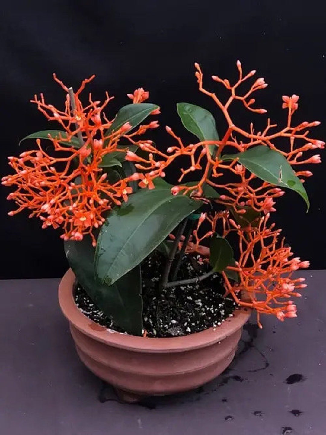 Medinilla Scortechinii Starter Plant (ALL STARTER PLANTS Require You to ...