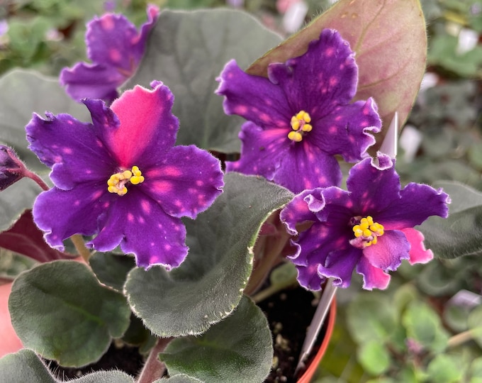 VAT Pulsar African Violet Starter Plant (ALL Starter PLANTS Require You ...