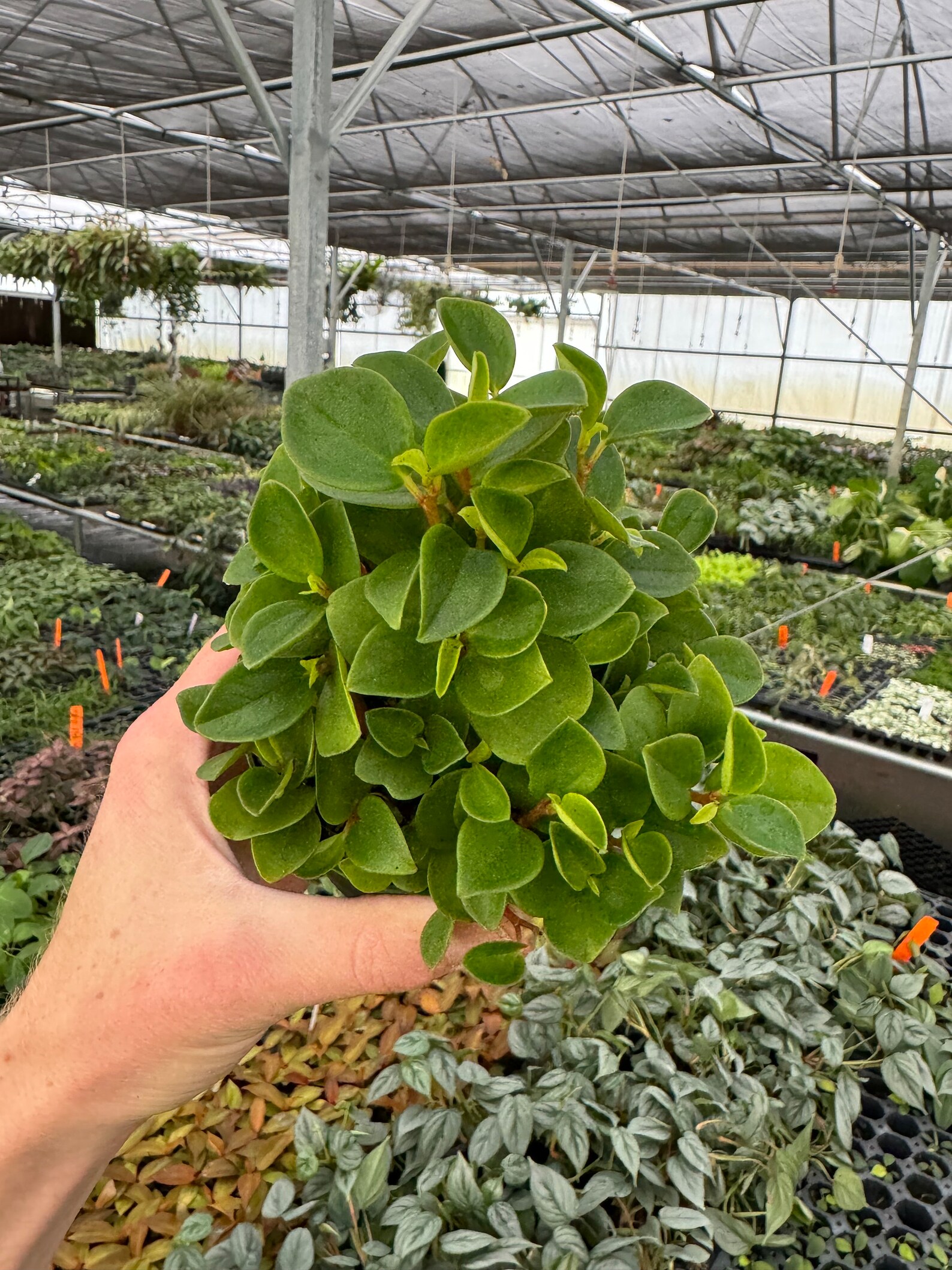 Peperomia Cubensis 4pot ALL PLANTS Require You to Purchase 2 Plants - Etsy