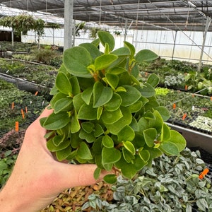 Peperomia Cubensis 4”pot (ALL PLANTS Require You to Purchase 2 Plants ...