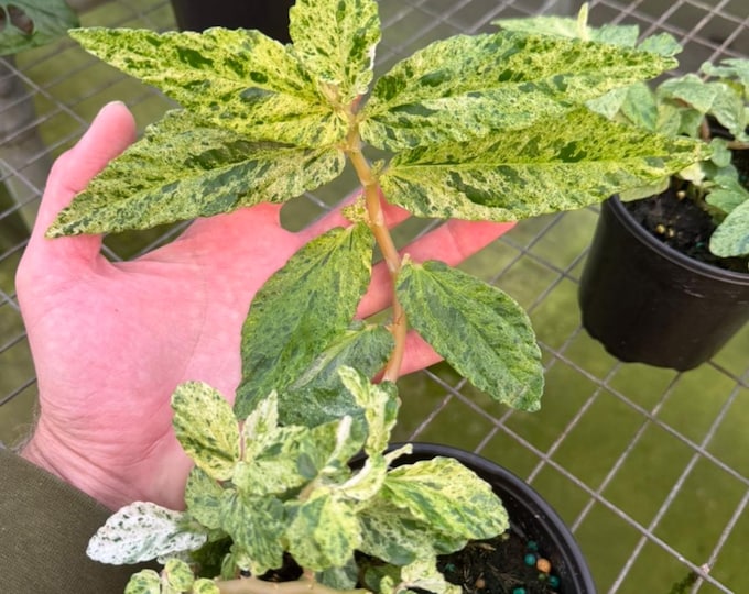 Variegated Peppermint Begonia Starter Plant (ALL STARTER PLANTS Require ...