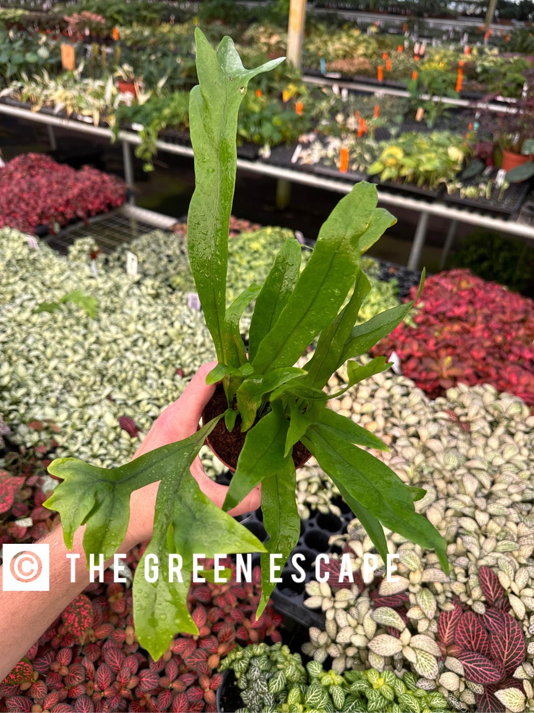 Green Flame Fern 4” Pot (ALL PLANTS Require You to Purchase 2 Plants ...