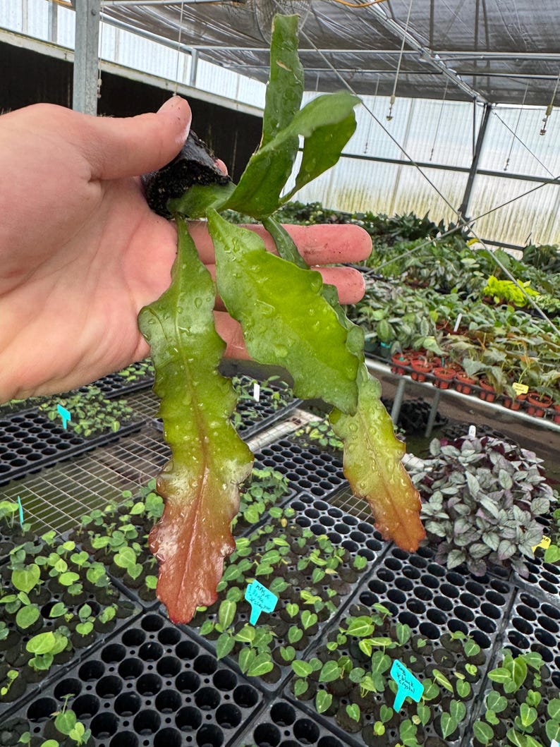 Fishbone Epiphylum Fire Starter Plant (ALL STARTER PLANTS Require You ...