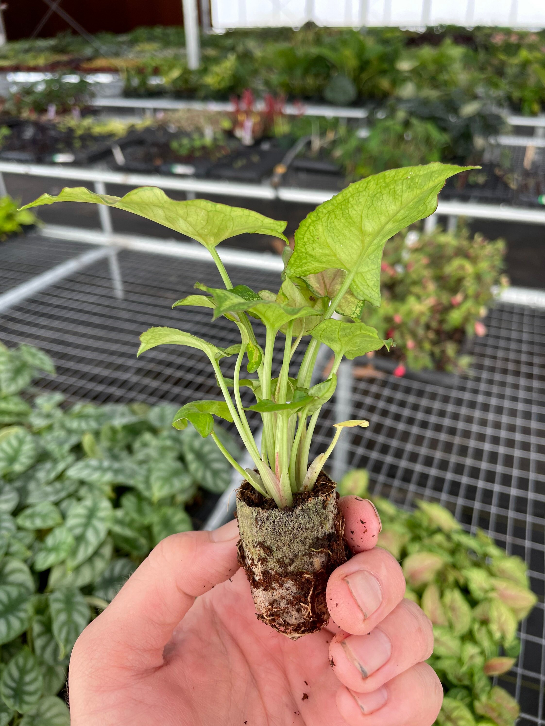 Syngonium Candy Berry Starter Plant (ALL STARTER PLANTS Require You to ...
