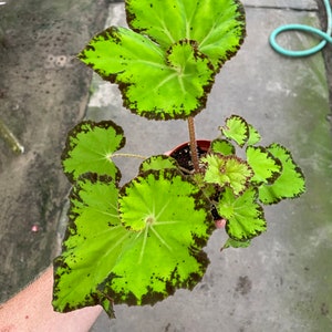 Begonia River Nile 4pot ALL PLANTS Require You to Purchase 2 Plants - Etsy