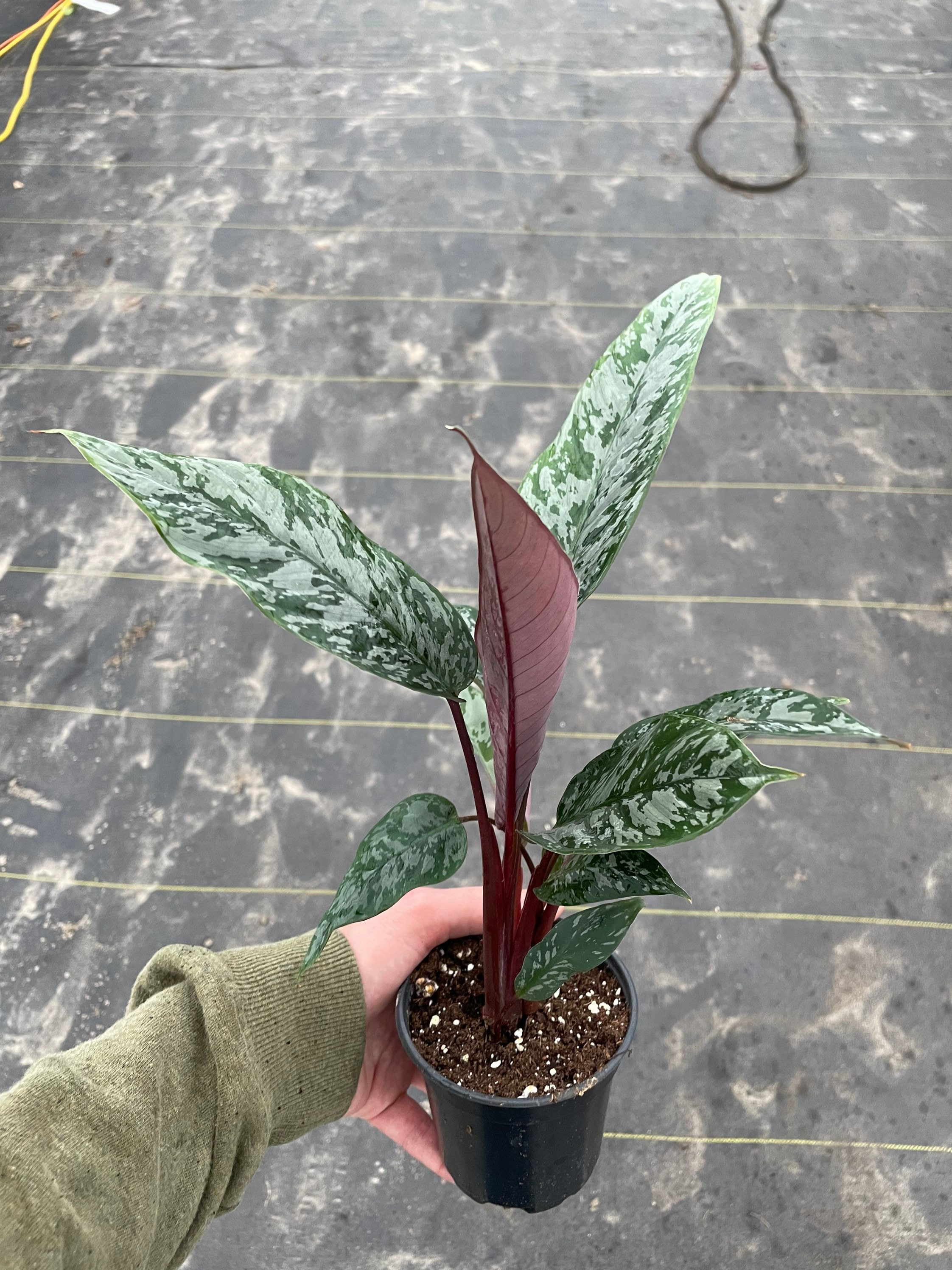 Apoballis Acuminatissima lavallei 4 Pot ALL PLANTS Require - Etsy