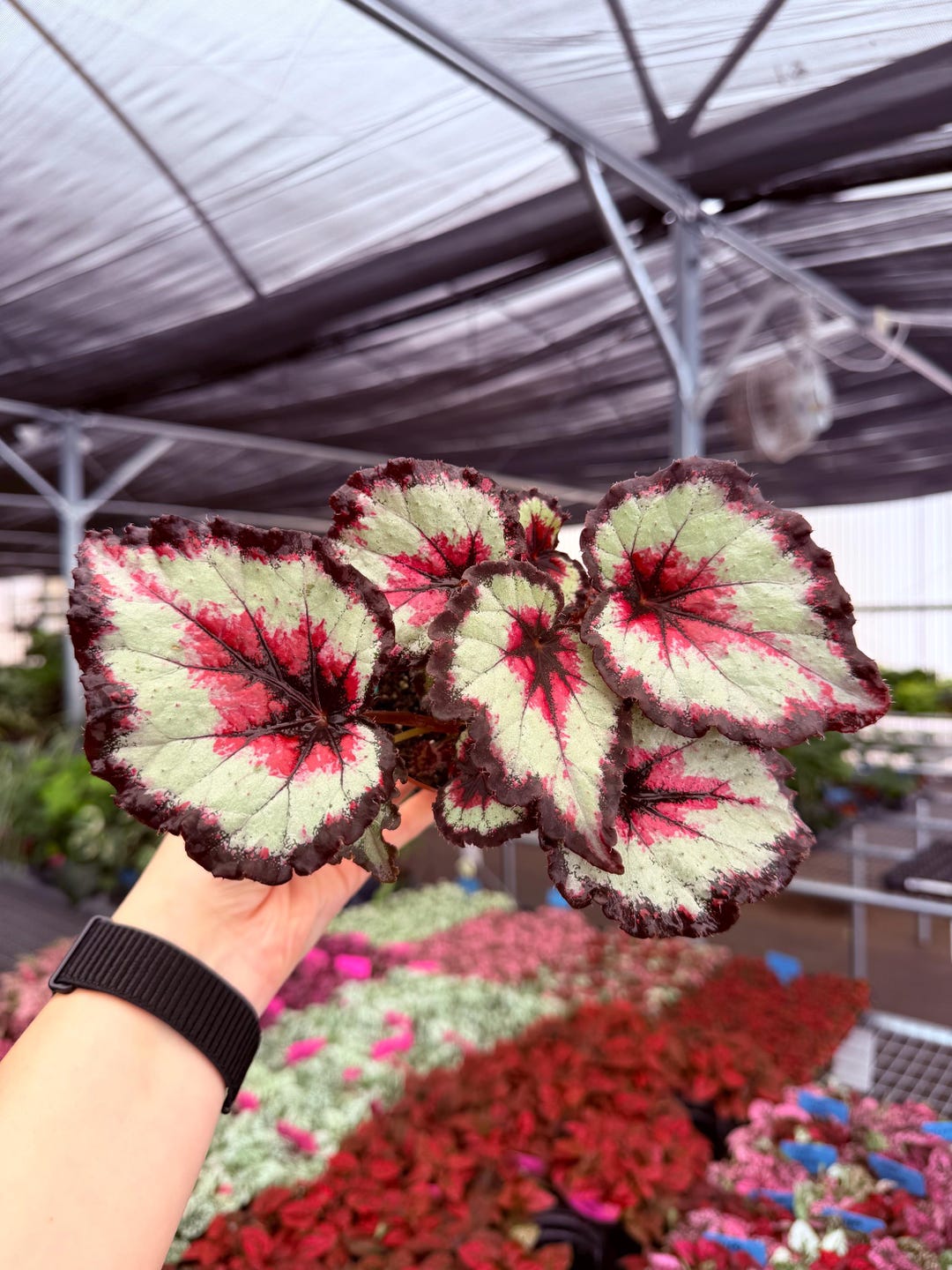 Harmony’s Bullseye Begonia Specific EME216 | H7 4” Pot (all PLANTS ...