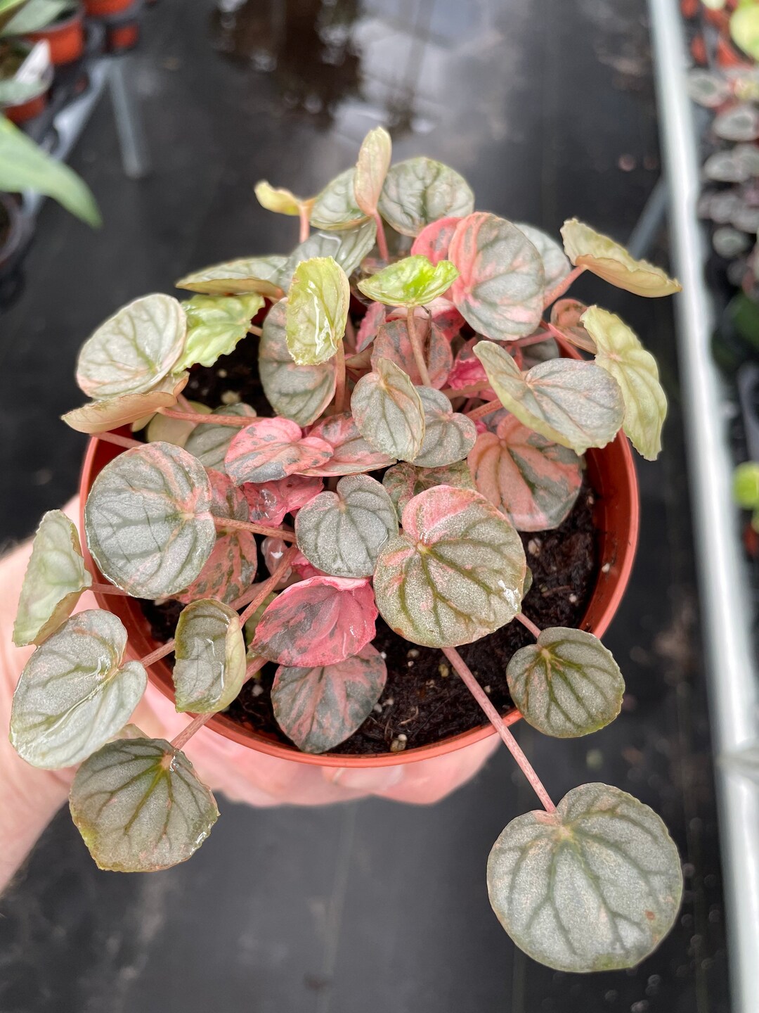 Pink Lady Peperomia 4”pot (ALL PLANTS Require You to Purchase 2 Plants ...