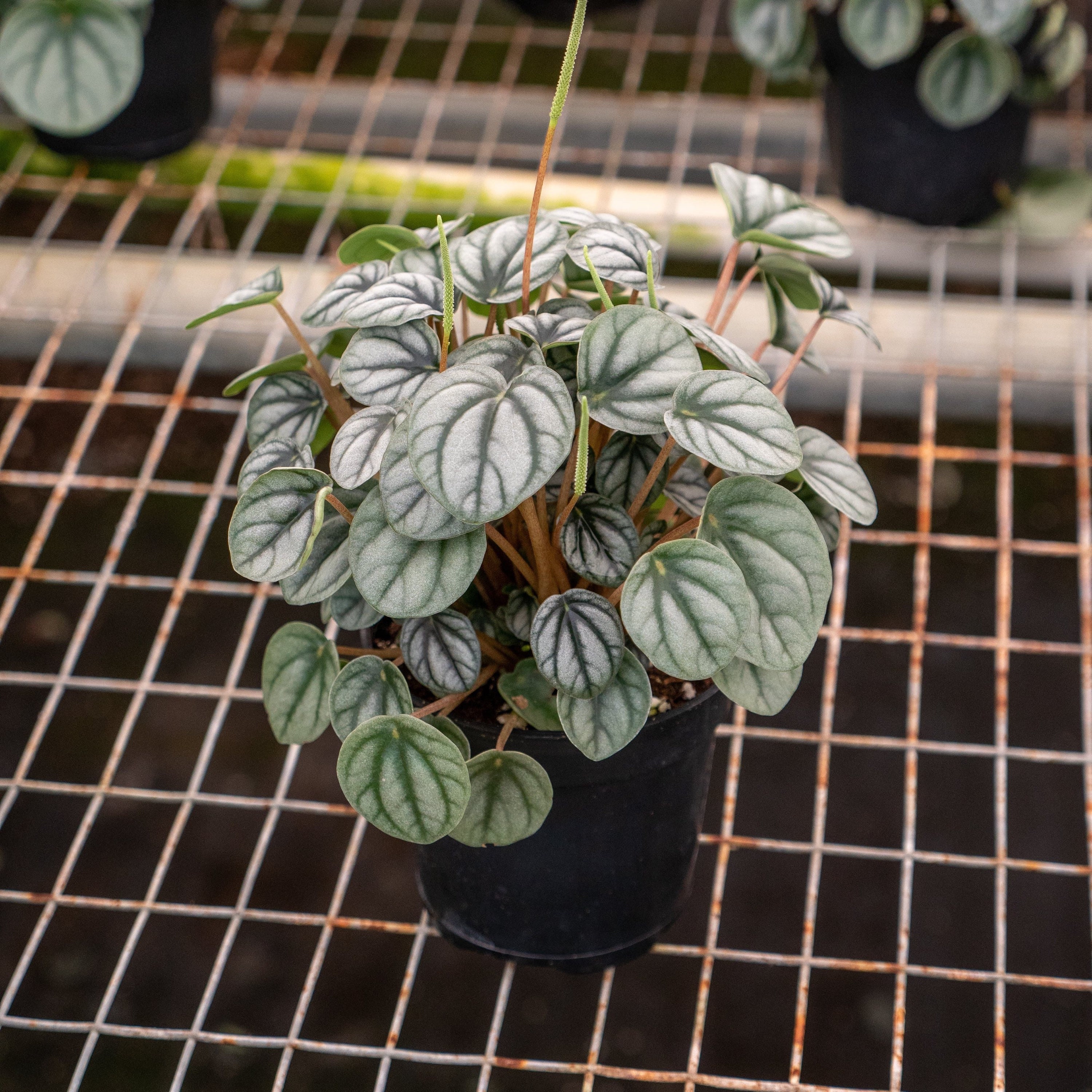Peperomia Little Toscani Starter Plant (ALL STARTER PLANTS Require You ...