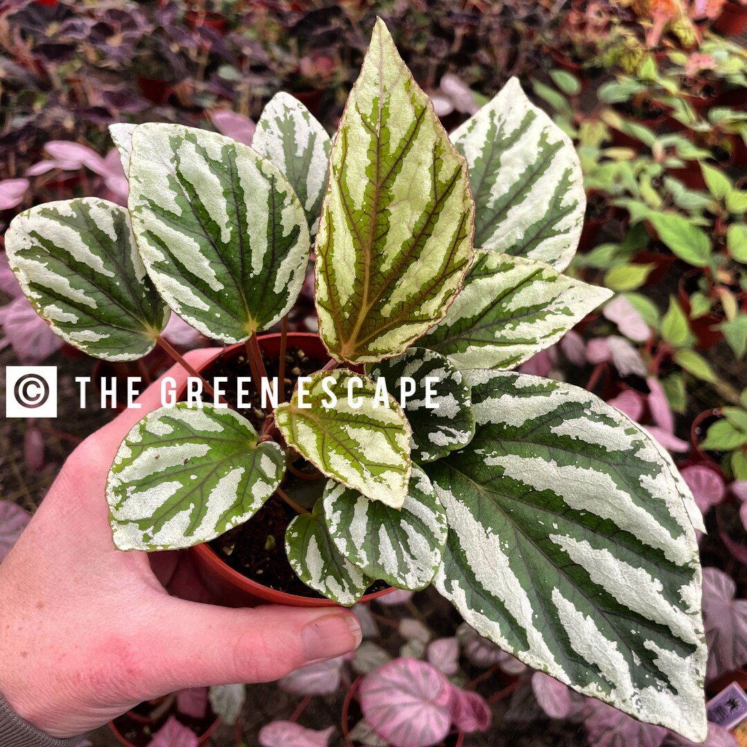 Begonia U604 4”pot (ALL PLANTS Require You to Purchase 2 Plants! - Etsy