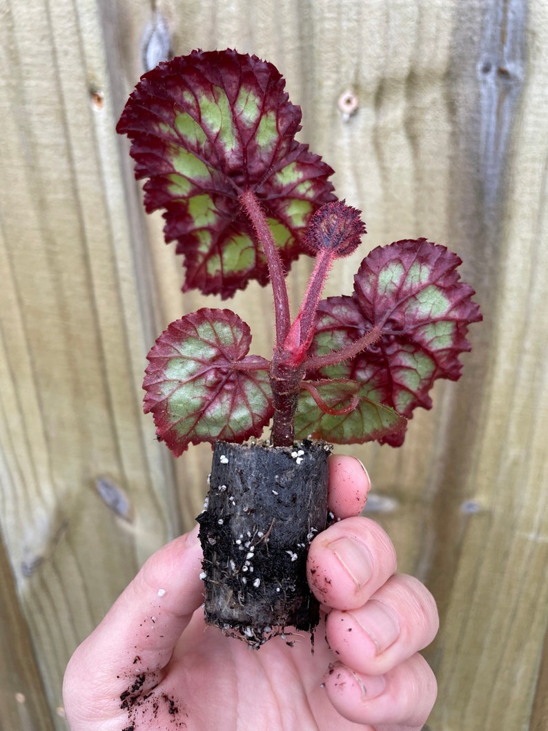 Harmonys Fire Woman Starter Plant ALL STARTER PLANTS Require - Etsy