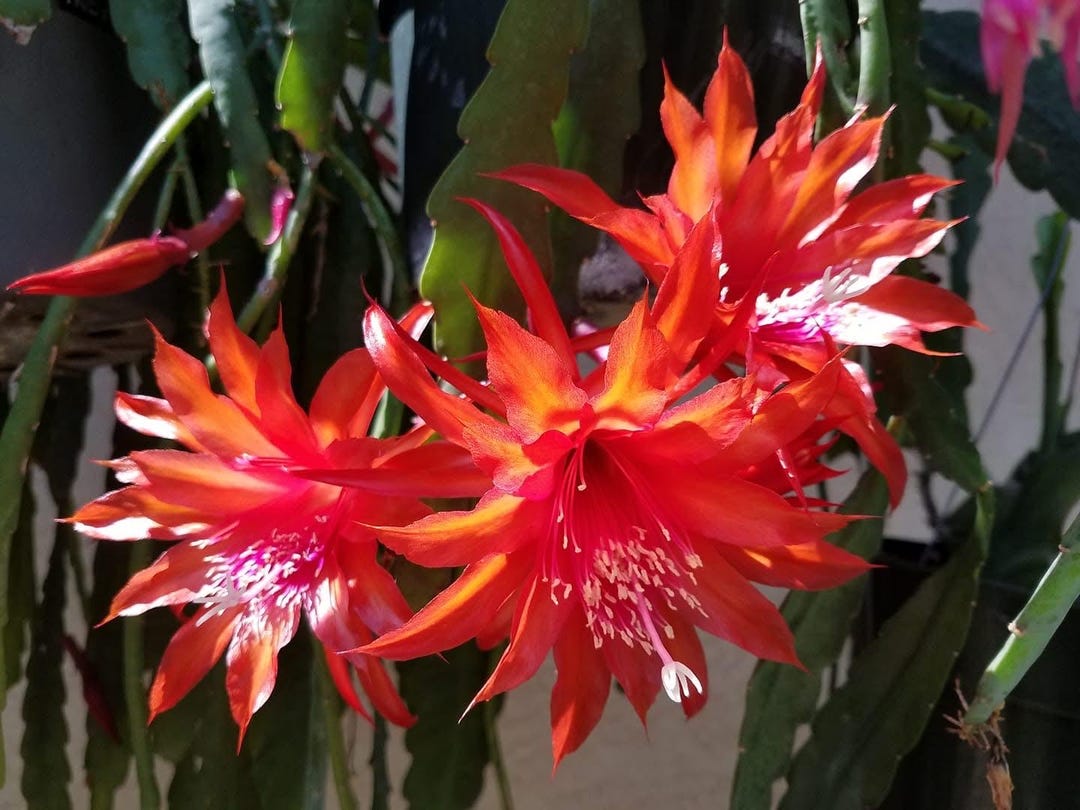 Fishbone Epiphylum Fire Starter Plant (ALL STARTER PLANTS Require You ...