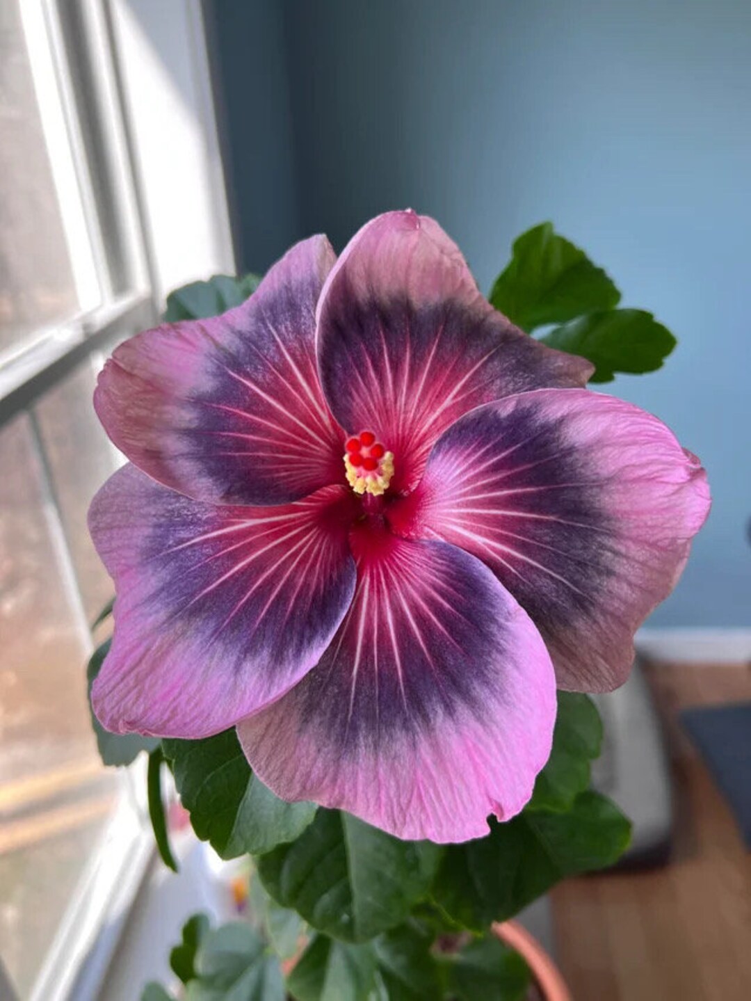 Midnight Tryst Hibiscus Starter Plant (ALL STARTER PLANTS Require You ...