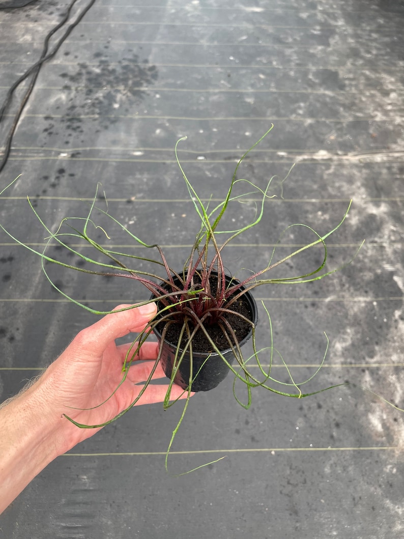 Alocasia Flying Squid 4 Pot ALL PLANTS Require You to - Etsy