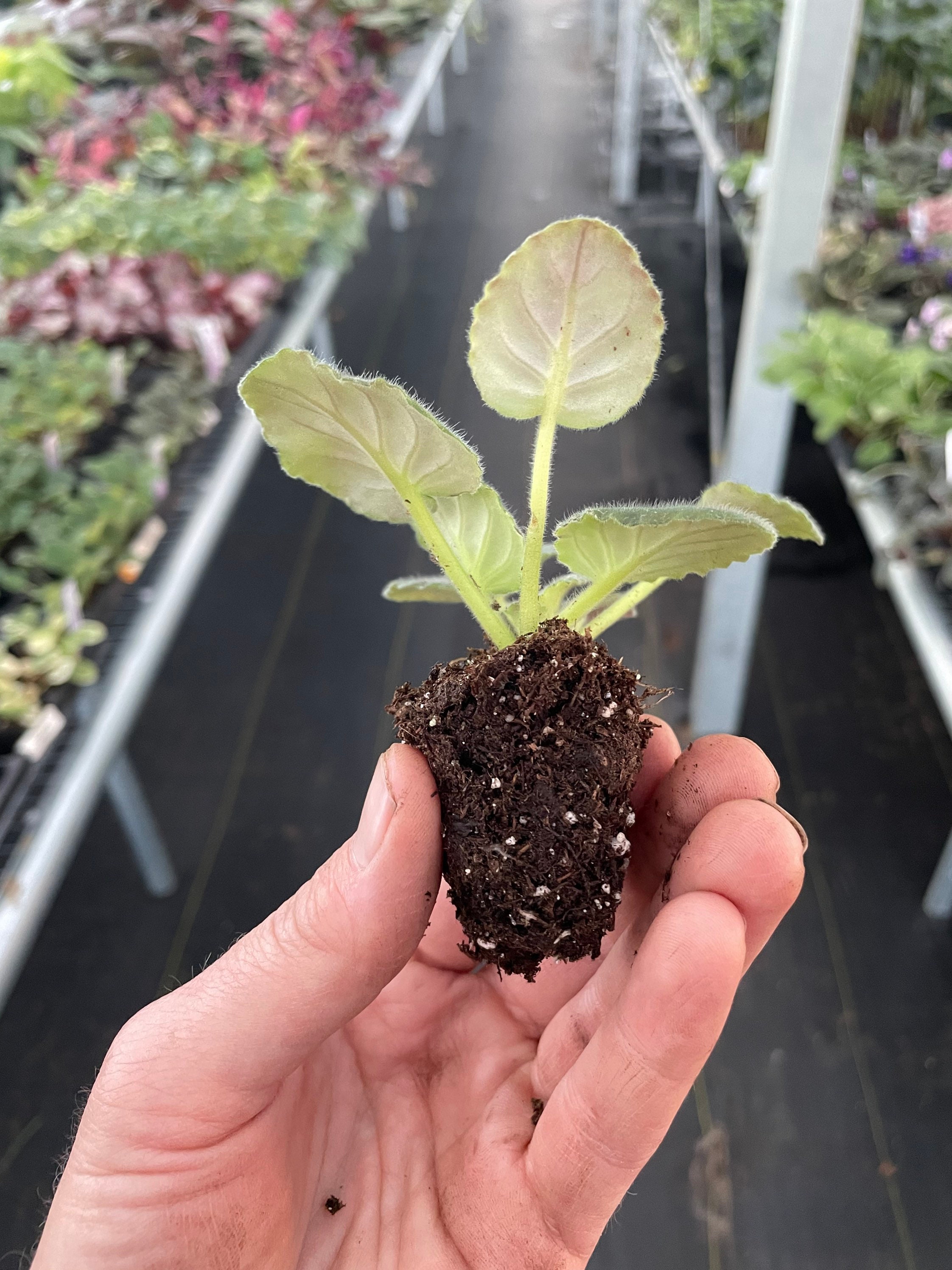 RS Ariel African Violet Starter Plant (ALL Starter PLANTS Require You ...
