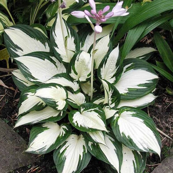 Hosta - Etsy