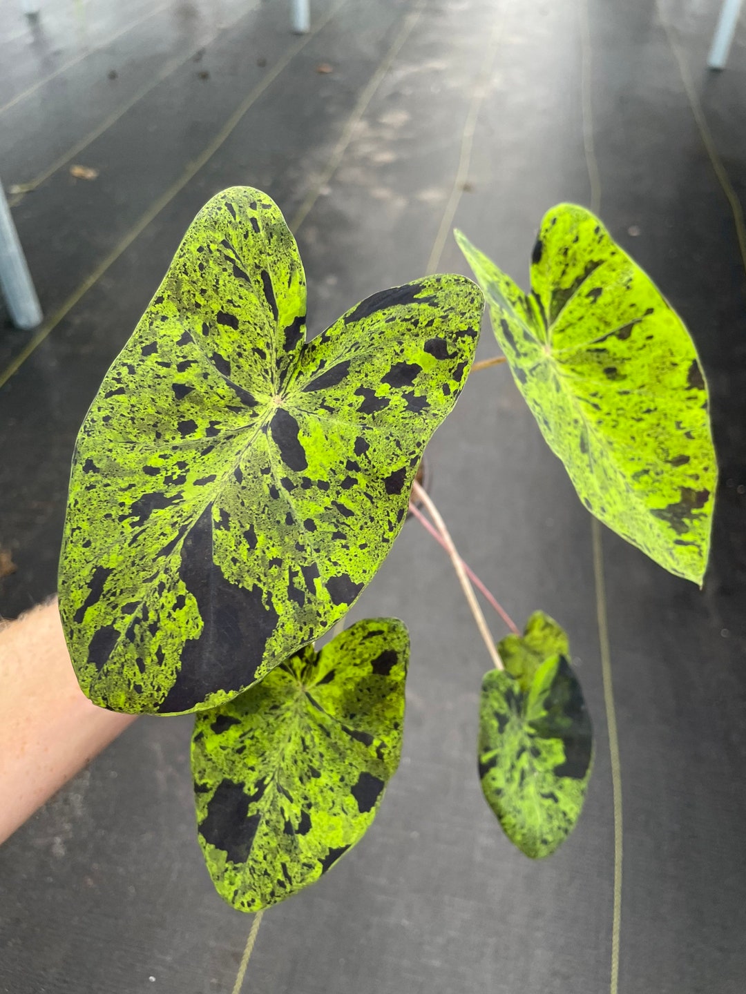 Colocasia Mojito 4 Pot ALL PLANTS Require You to Purchase 2 - Etsy