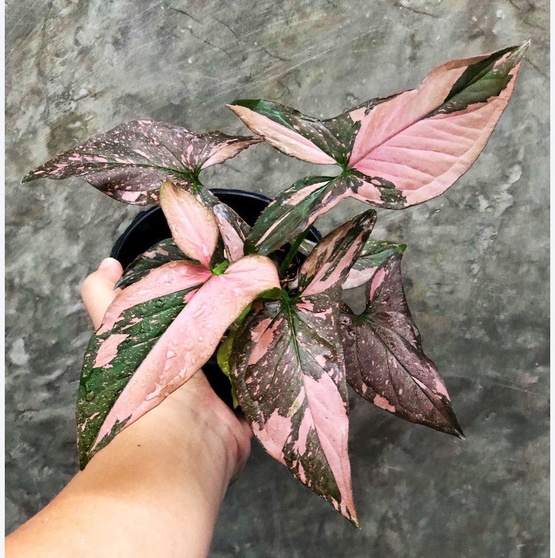 Syngonium Pink Splash Thai Form Starter Plant (ALL STARTER PLANTS ...