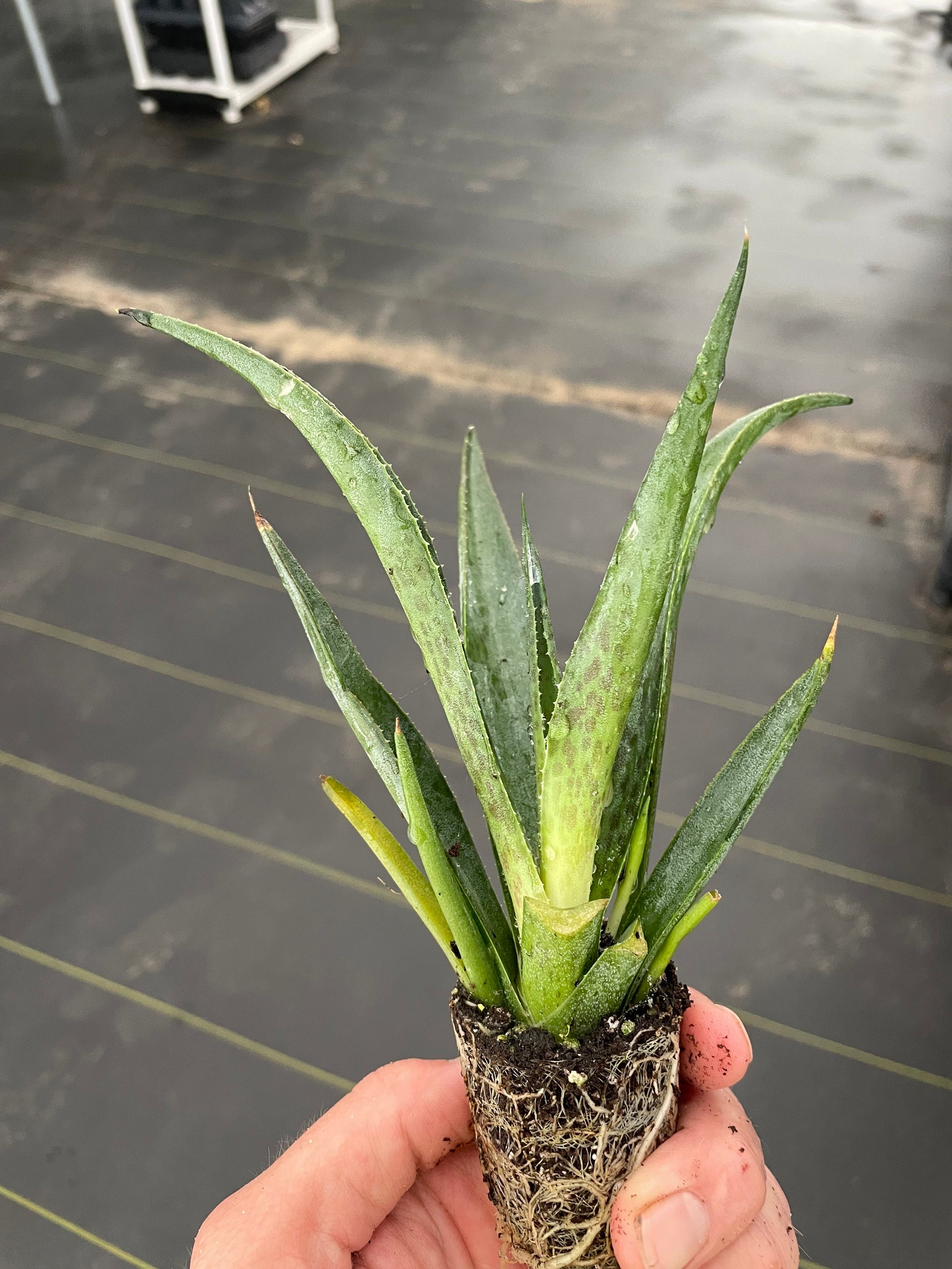 Mangave Pineapple Express Starter Plant ALL STARTER PLANTS - Etsy