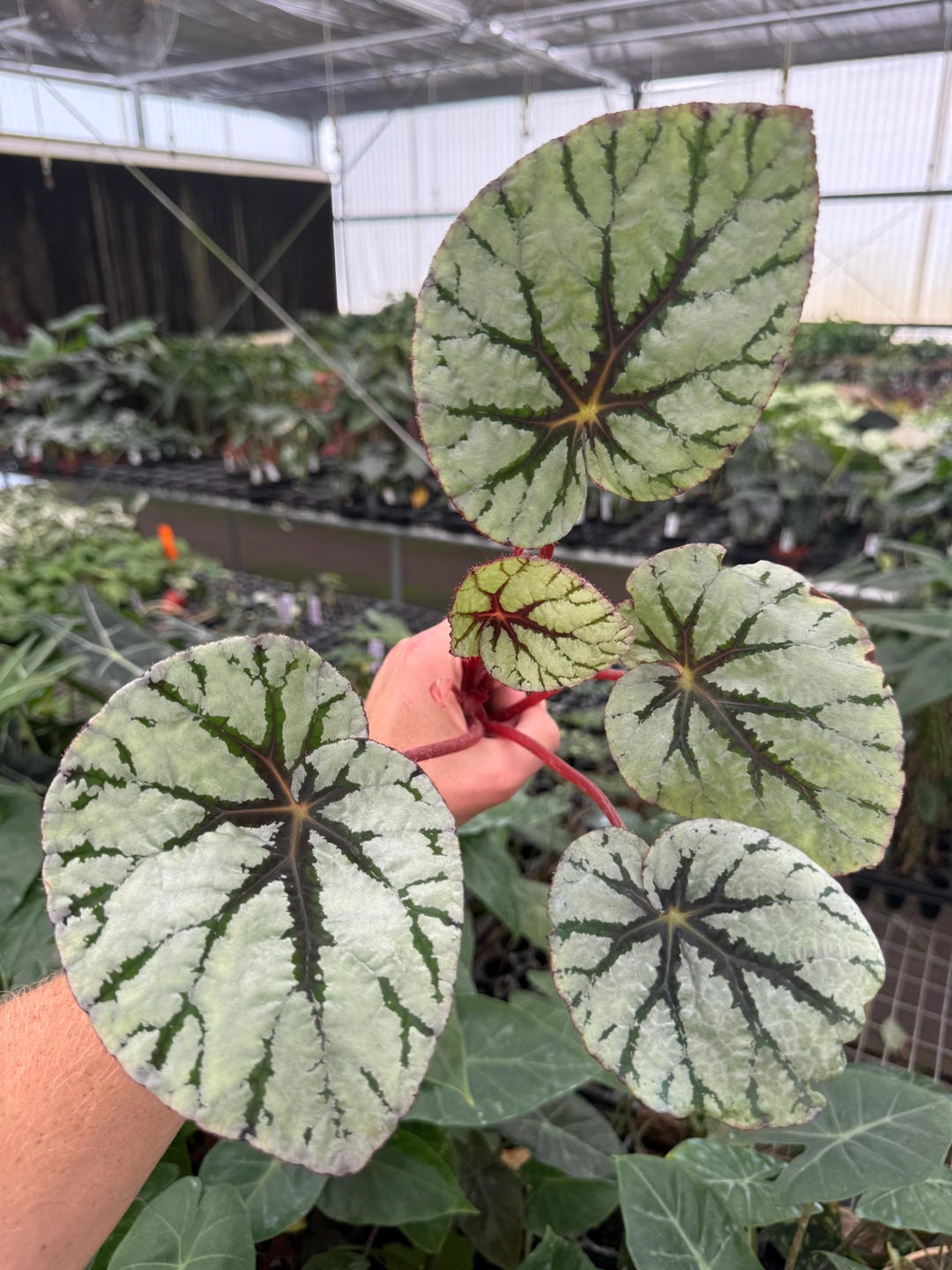 Xl Begonia Rex Fedor Starter Plant (ALL STARTER PLANTS Require You to ...