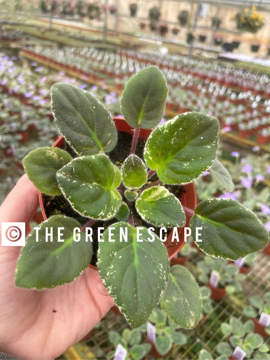 Wranglers Swinging Blues African Violet 4” Pot (ALL PLANTS Require You ...