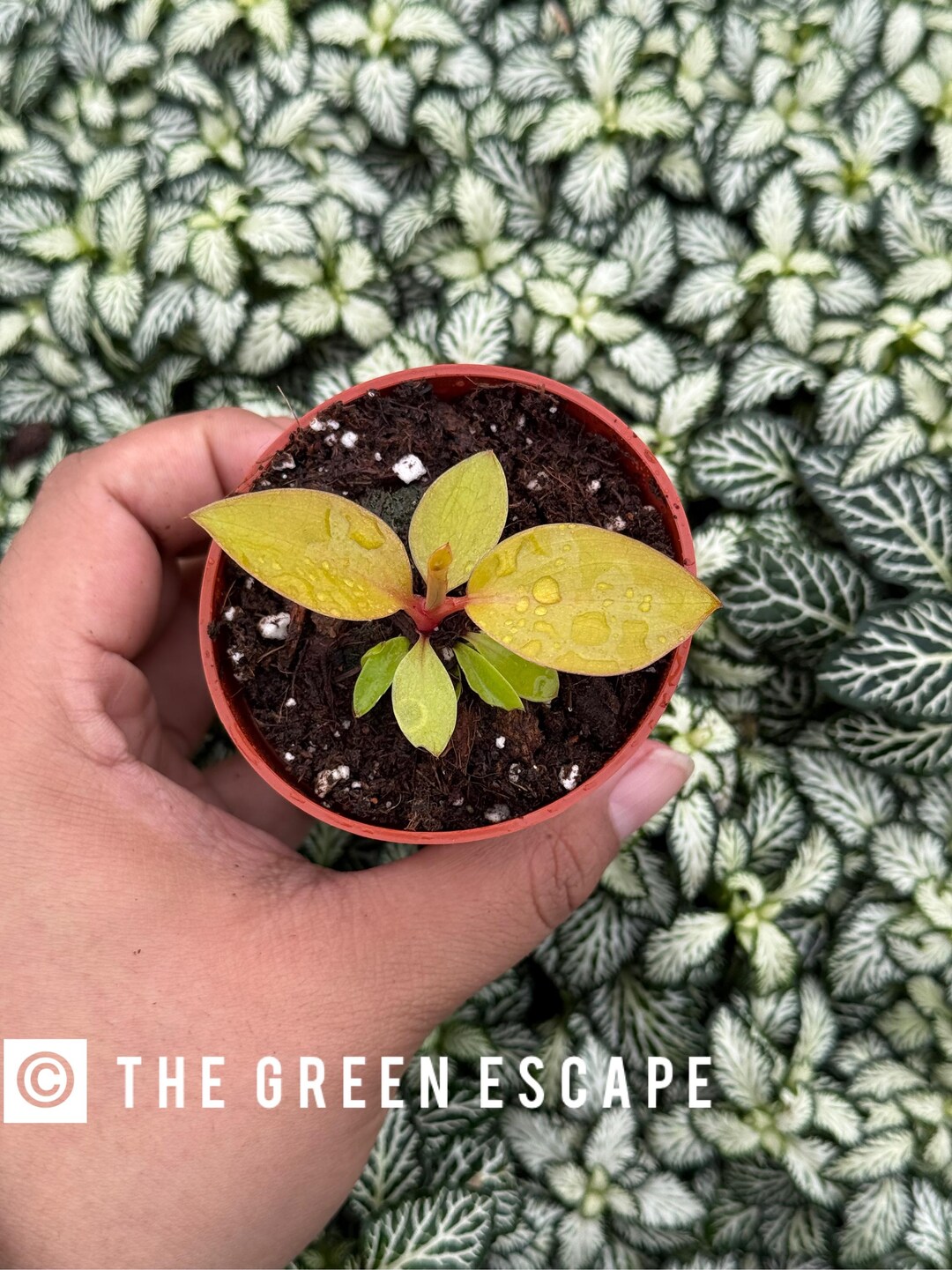 Philodendron Mars 2” Pot (ALL PLANTS Require You to Purchase 2 Plants ...