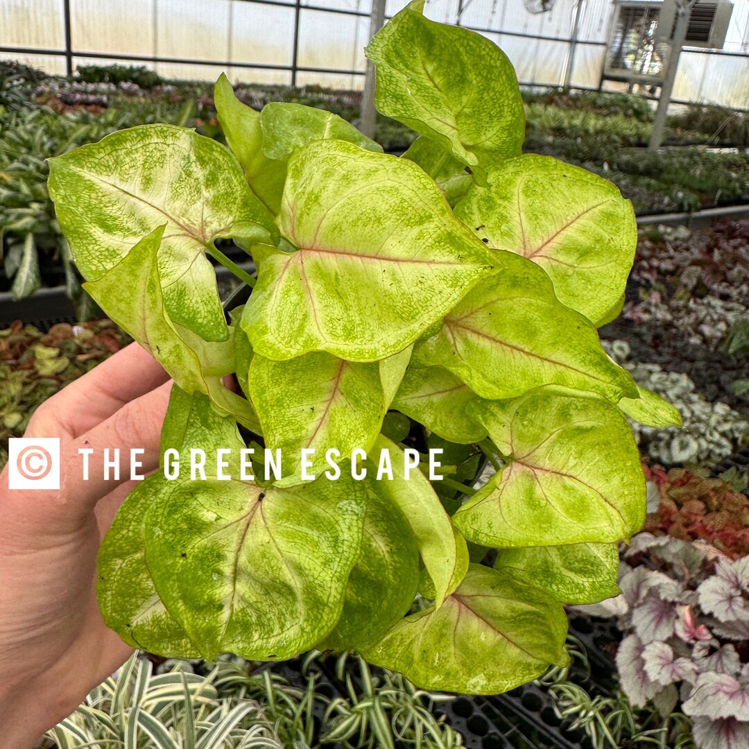 Syngonium Berry Allusion 4” Pot (ALL PLANTS Require You to Purchase 2 ...