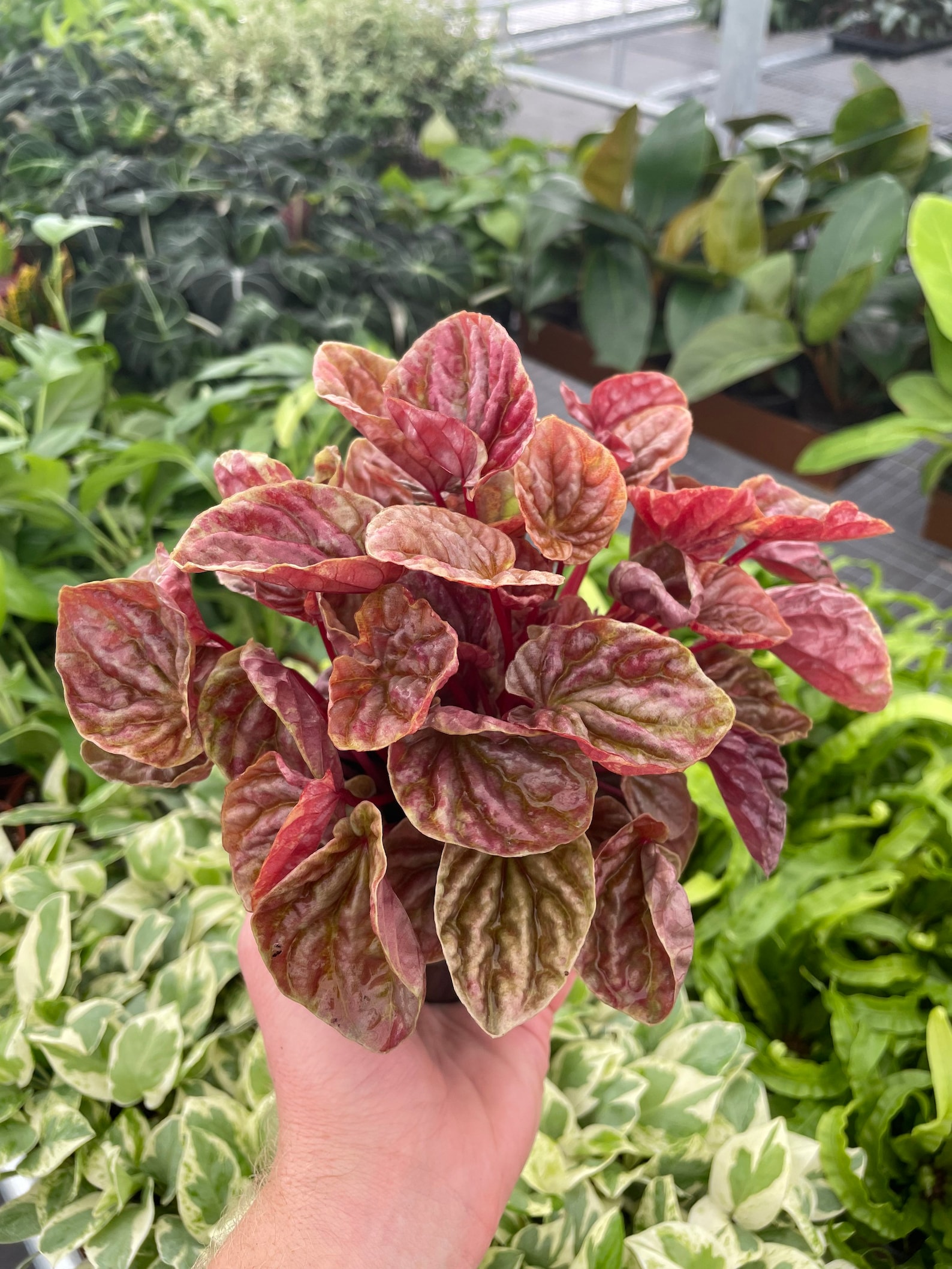 Peperomia Quito 4”pot (ALL PLANTS Require You to Purchase 2 Plants!) - Etsy
