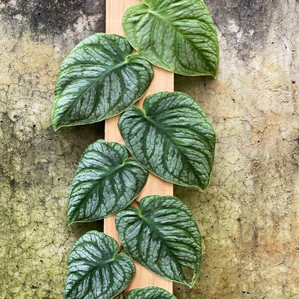 Monstera Dubia - Etsy