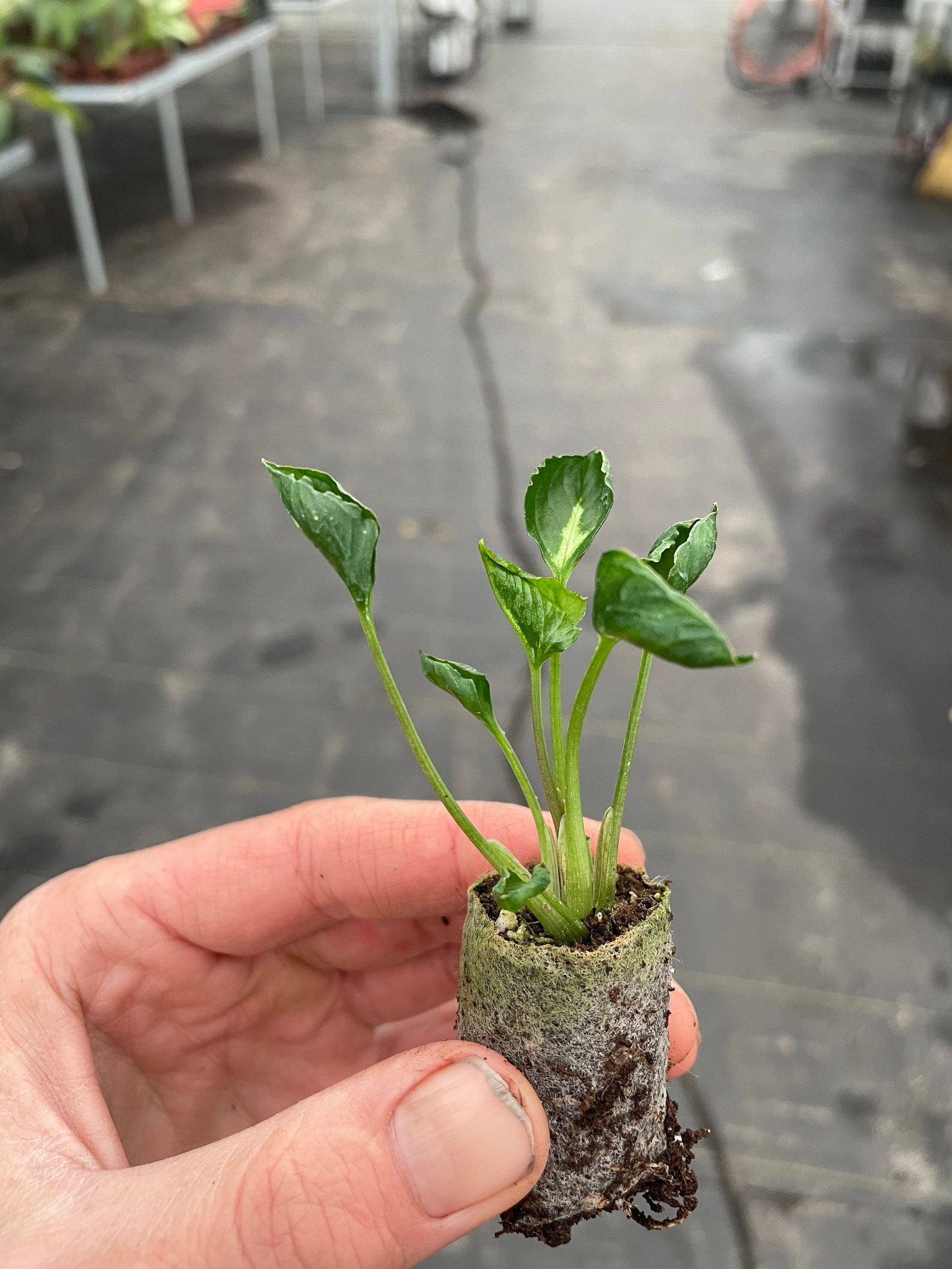 Syngonium Godzilla Starter Plant ALL STARTER PLANTS Require - Etsy