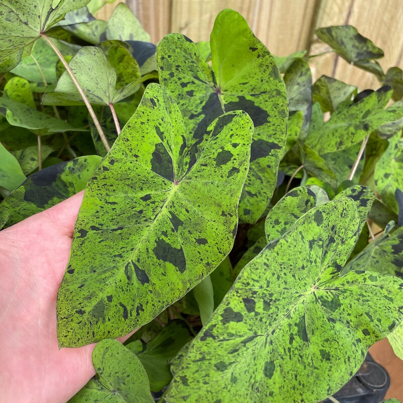 Colocasia Mojito - Etsy