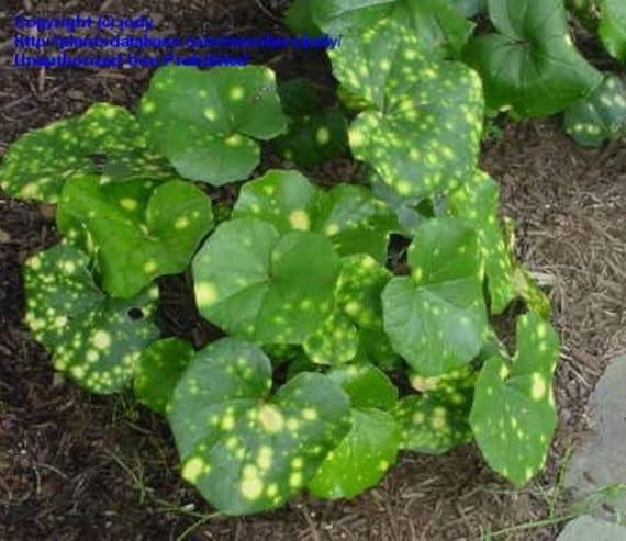 Farfugium Firefly leopard Plant tractor Seat Starter Plant - Etsy