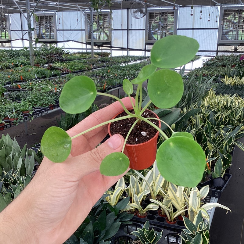 Chinese Money Decor - Etsy