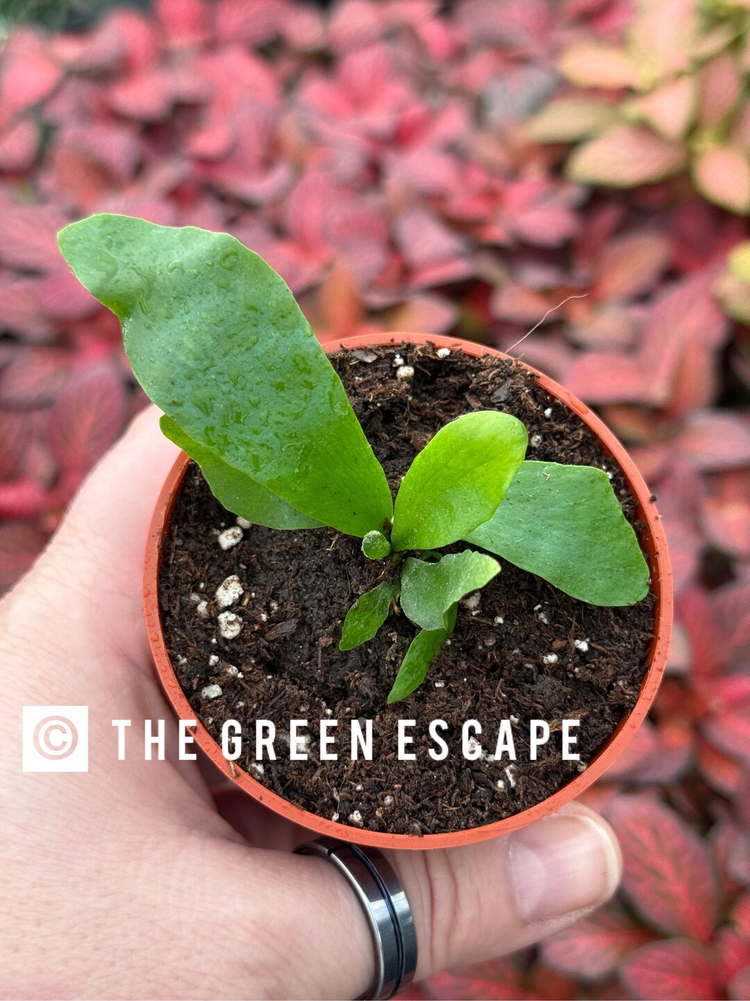 Platycerium Pegasus 2” Pot (ALL PLANTS Require You to Purchase 2 Plants ...